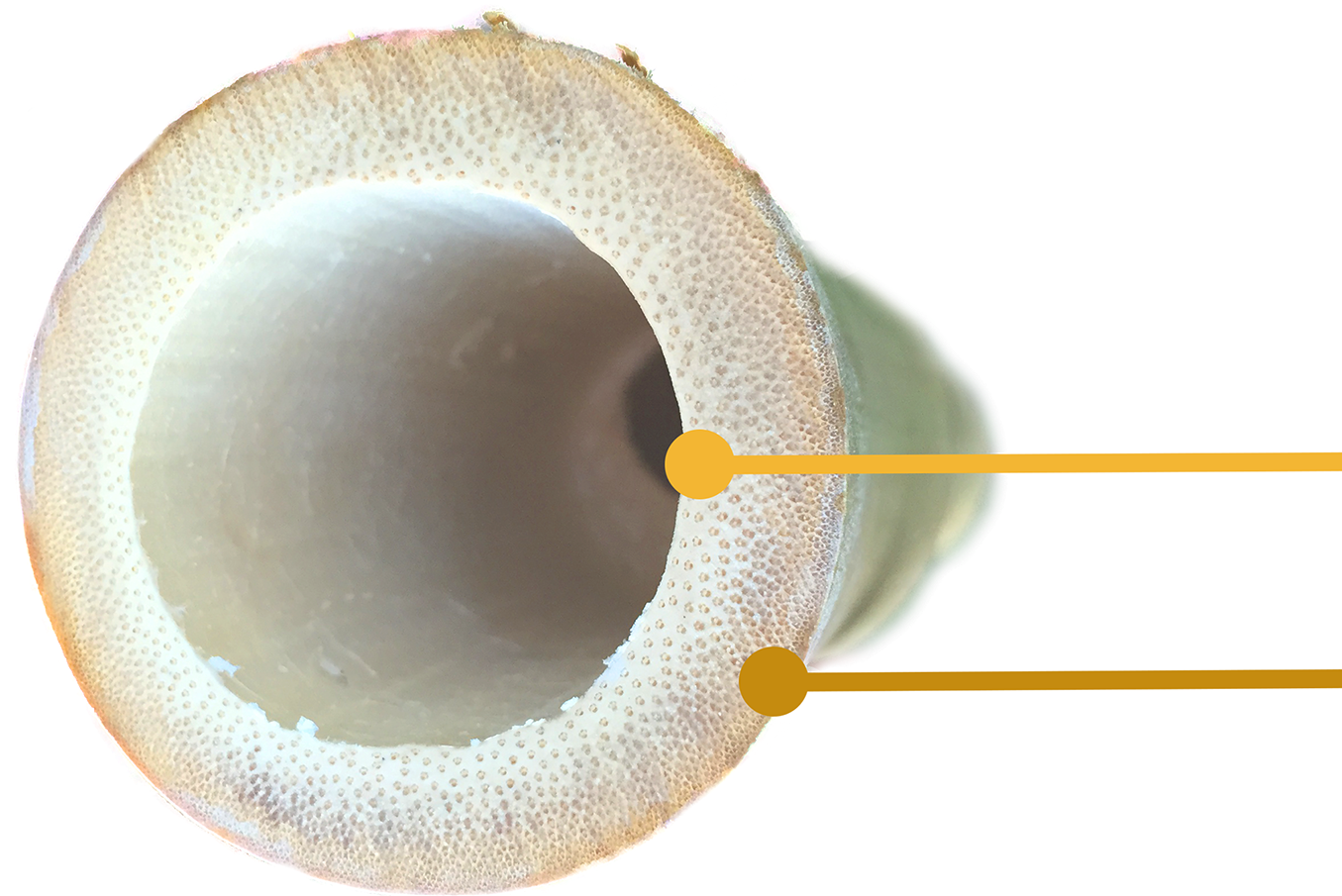 citrocycle | bamboo bicycles